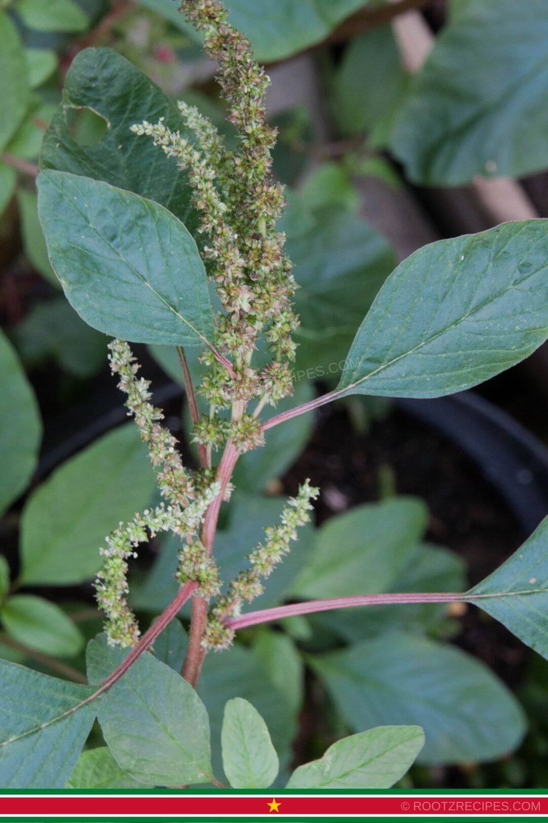 Klaroen (Amaranthus) | Surinamese Vegetable | RootzRecipes