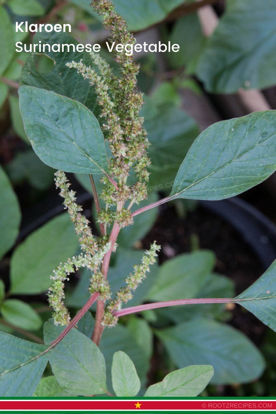 Klaroen (Amaranthus) | Surinamese Vegetable | RootzRecipes